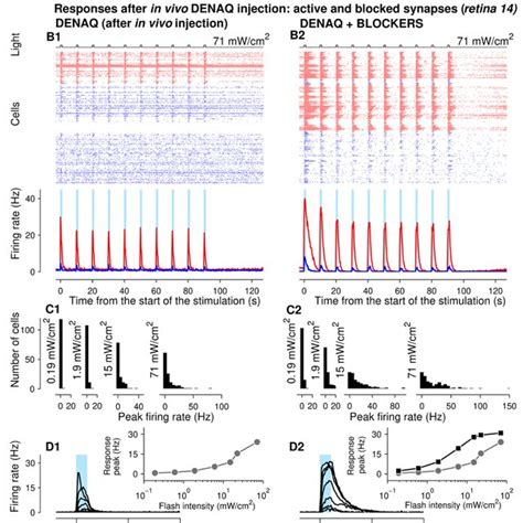 Clinical And Histological Findings Of Ocular Toxicity Associated With Download Scientific