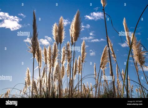 Pampas Grass Grows With White Fluffy Feathery Flowers Backlit In Winter