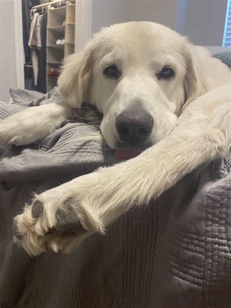 Meet Lily Who Always Has Her Tongue Out Rgreatpyrenees