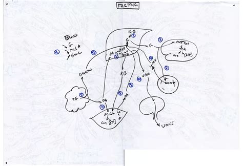 Mind Maps Biochemistry Fuel Metabolism And Nutrition Ppt Free Download