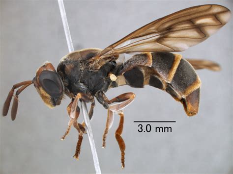 コブアリスアブ Microdon Shirakii Reemer And Ståhls 2013