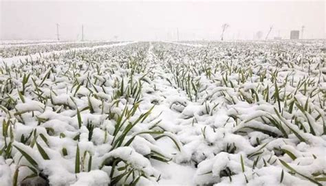 “大雪”后小麦管理要点