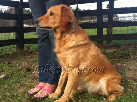Liberty Run Golden Retrievers Breeders Of Healthy Intelligent And