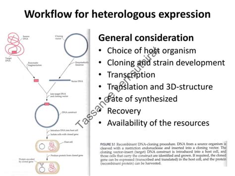 Heterologous Expression Lecture Pdf