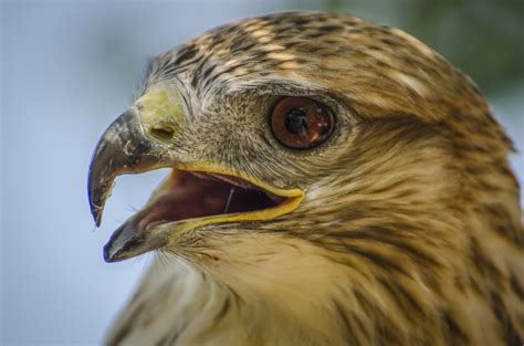 Free Images Wing Wildlife Beak Eagle Hawk Fauna Bird Of Prey