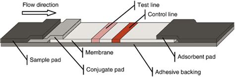 Lateral Flow Test Strip Diagram Schematic Diagram Of Lateral