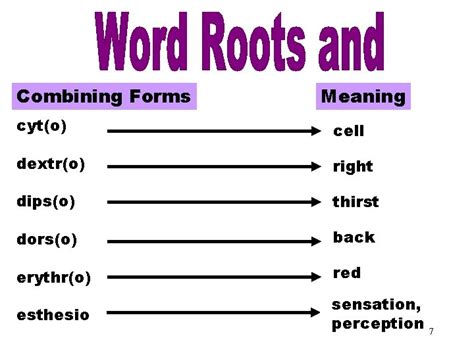 Word Root Building Medical Terms Prefix Suffix Combining