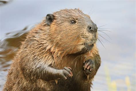 Rabid Beaver Attacks Girl In Lake Father Beat It To Death