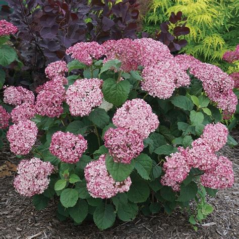 Tiny Quick Fire® Panicle Hydrangea Proven Winners Colorchoice