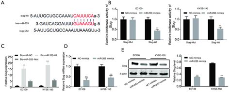 The MiR 203 Targeted The Slug Transcription Factor In EC Cells A The