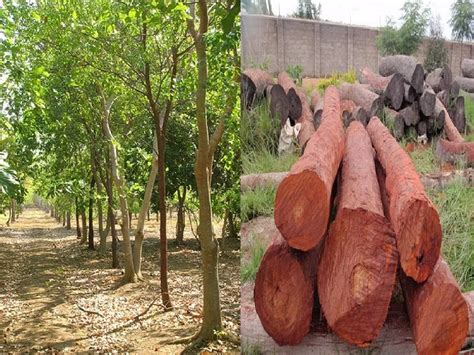 Top 5 Commercial Trees Cultivation Earn More Profit In Less Cost