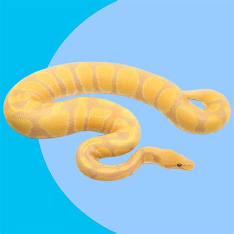 Available Toffee Ball Pythons Serpentia
