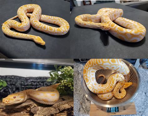 Albino Burmese Python Traits Morphpedia