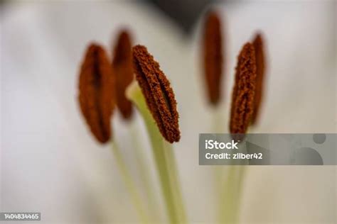 Foto Makro Bagian Dalam Bunga Lily Putih Dengan Serbuk Sari Yang