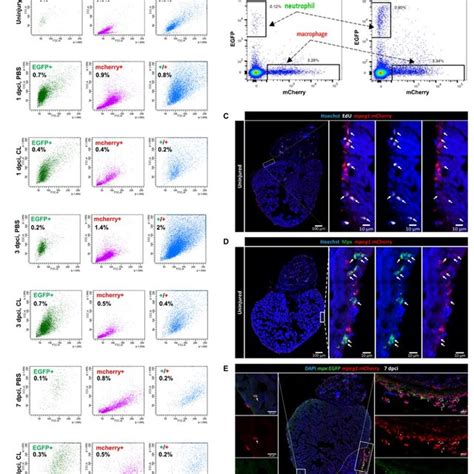 Figure Supplement 1 Dynamics Of Macrophages And Neutrophils In