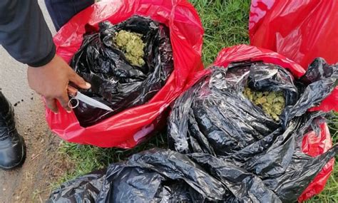Dagga Found Near Landfill Site In Springfield Rising Sun Newspapers