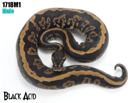 Acid Ball Python Traits Morphpedia