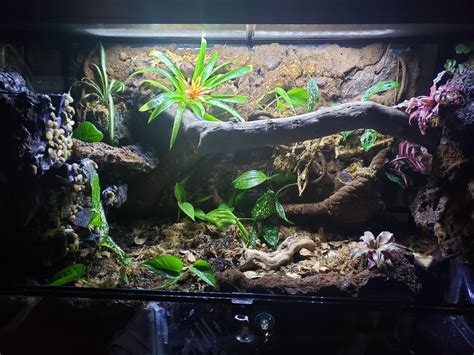 First Vivarium Build For Royal Python With Waterfall Creekbed Pond