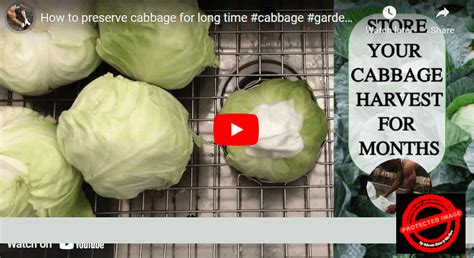 7 Ways How To Preserve Cabbage For Long Storage