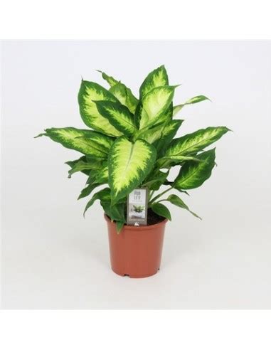 Pianta Dieffenbachia Camilla Vaso 17cm Negozio Online Di Agricoltura