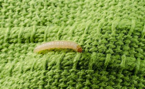 How To Stop Clothes Moth Larvae In Your Home 8 Steps For Success
