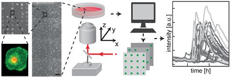 Microarrays Free Full Text Time Resolved Study Of Nanoparticle Induced Apoptosis Using