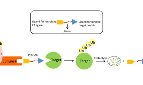 Protacs Eliminating Disease Causing Proteins Advanced Science News