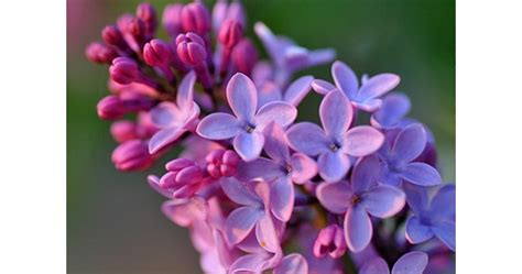 И люлякът цъфна в Търново