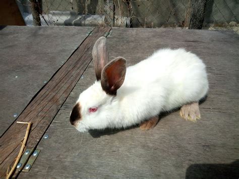 Кролик самец 3 мес мама калифорния папа новозеландец