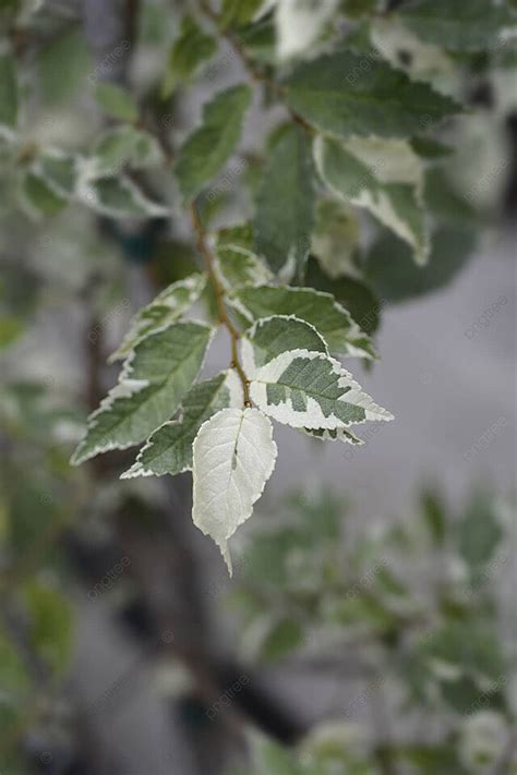 Small Leaved Elm Silvery Gem Garden Variegated Cultivar Photo