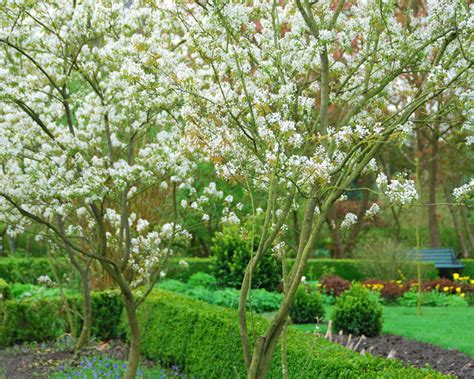 Felsenbirne Pflanzen Pflegen Und Tipps Mein Schöner Garten