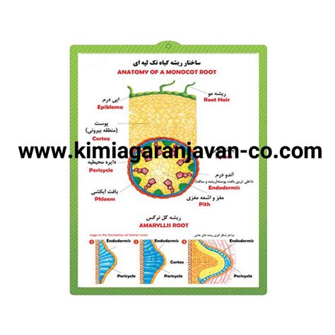 پوستر برجسته ساختار ریشه گیاه تک لپه ای