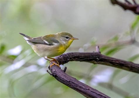 Northern Parula Fall Migration Steve Brynes Flickr
