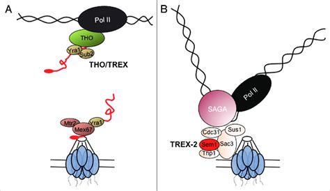 Mrna Export And Gene Gating In S Cerevisiae A The Tho Complex Is