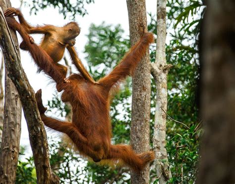 Pre And Post Subud World Congress Tours July 2024 Wow Borneo