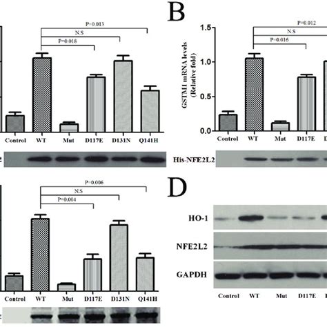 Genomic Dna Sequence Electropherograms Of The Two Exonic Snps Of Nfe2l2