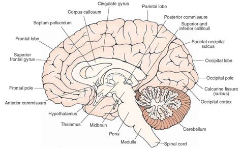 Midsagittal View Of The Brain Visible Are The Structures Situated On The Medial Aspect Of The