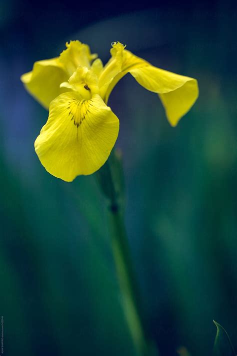 Yellow Iris By Stocksy Contributor Alan Shapiro Stocksy