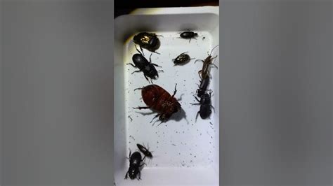 КАКИЕ 🐞ЖУКИ🐞 ПРИЛЕТЕЛИ НА СВЕТ КАКИХ ЖУКОВ🐞 ВЫ ВИДЕЛИ В ПРИРОДЕ ГДЕ