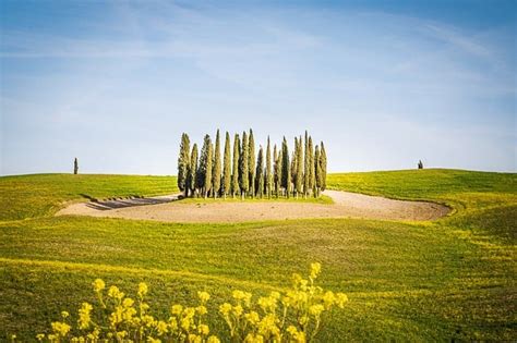 Barley Fields Canola Free Photo On Pixabay Pixabay