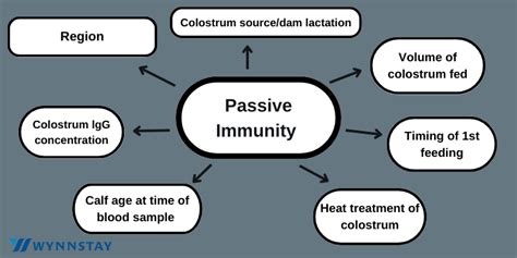 Testing For Passive Transfer In Calves