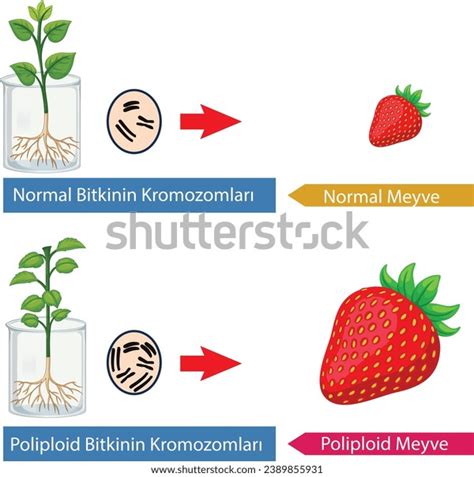 Polyploidy Chromosome Photos Images And Pictures Shutterstock