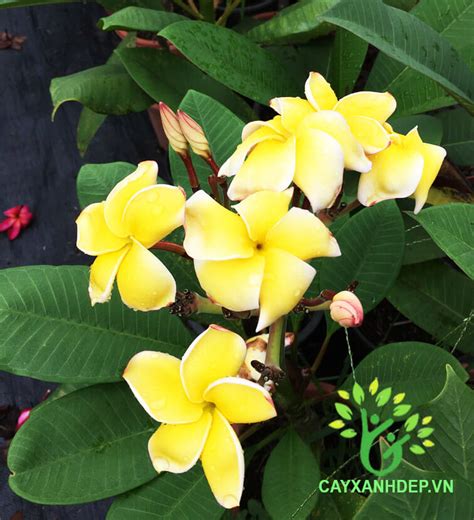 Cây Sứ Đại Hoa Đỏ Tía Cây Xanh Đẹp