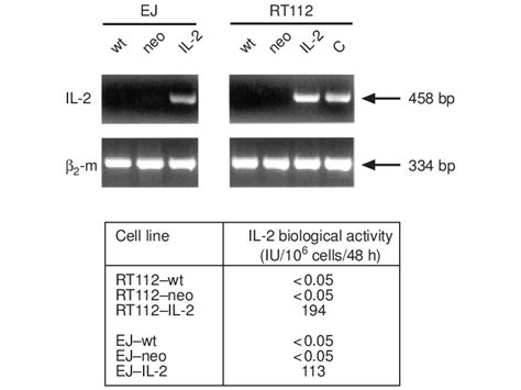 Il 2 Mrna Expression By Transduced Rt112 And Ej Human Bladder Cancer