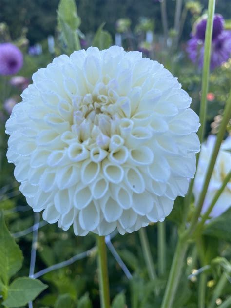 Hollyhill Miss White Soaring Heart Dahlias