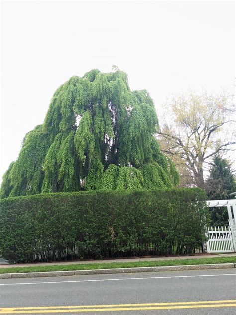 Identify Please Rtree