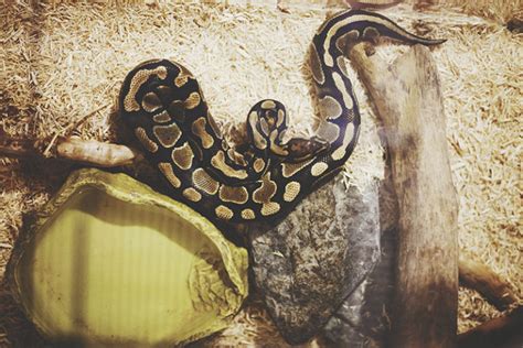 Can I Tell My Ball Pythons Sex Without Popping Or Probing My Pet Python