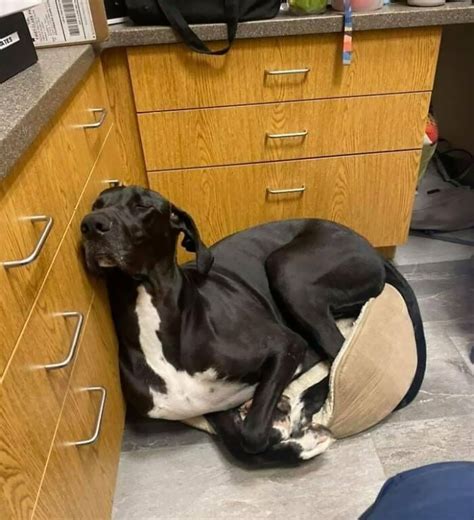 130 Funny Pics Of Great Danes With No Regard For Their Size New Pics
