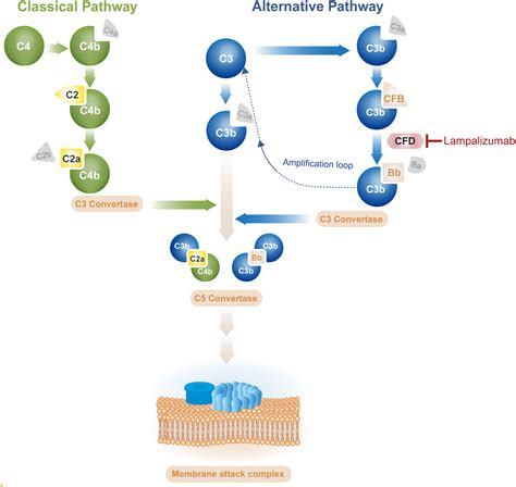 Alternative Complement Pathway Inhibition By Lampalizumab