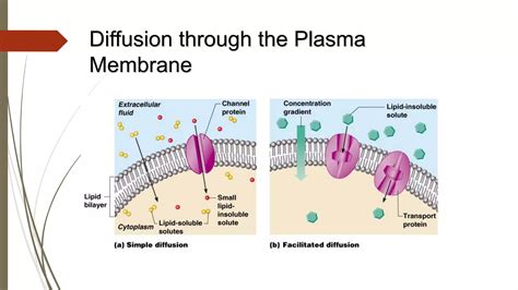Cell Membrane And Transportationpdf